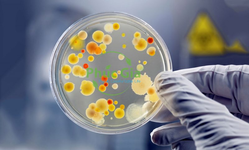 Sự Khác Biệt Giữa CFU Và MPN - Tập Đoàn Phúc Gia®